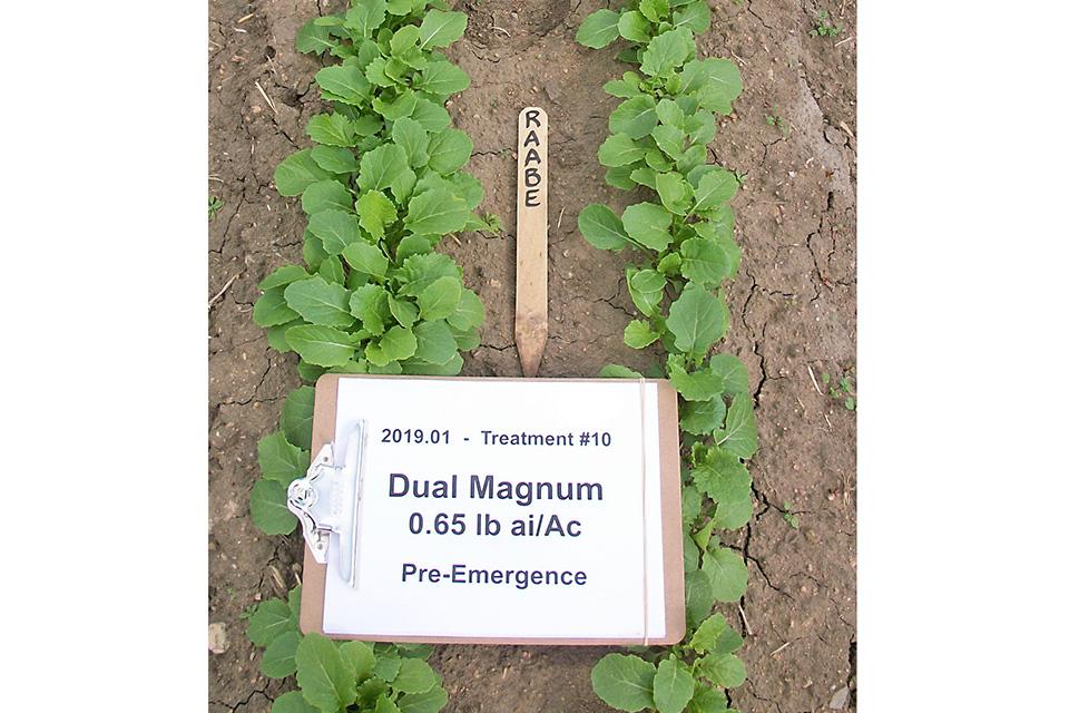 Weed Control Follow Up: Consider These Dacthal Herbicide Alternatives ...