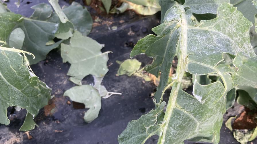 How to Handle Vegetable Crops Hit by Hail - Growing Produce