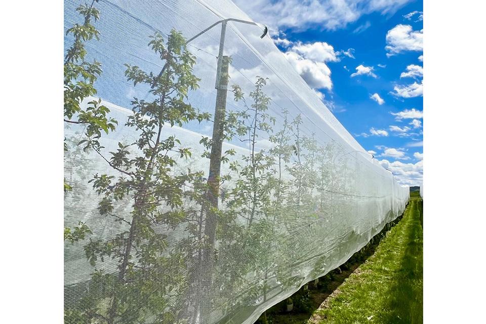 Nothing but Net! Unique Way To Keep Codling Moth at Bay - Growing Produce