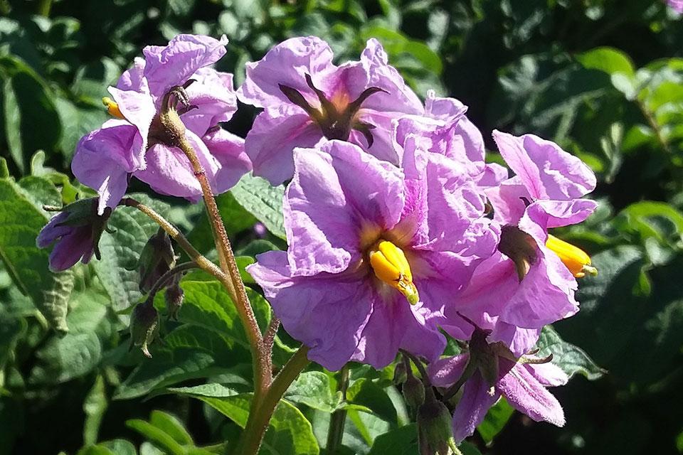 How Important Is Flowering in Potato Crops? - Growing Produce