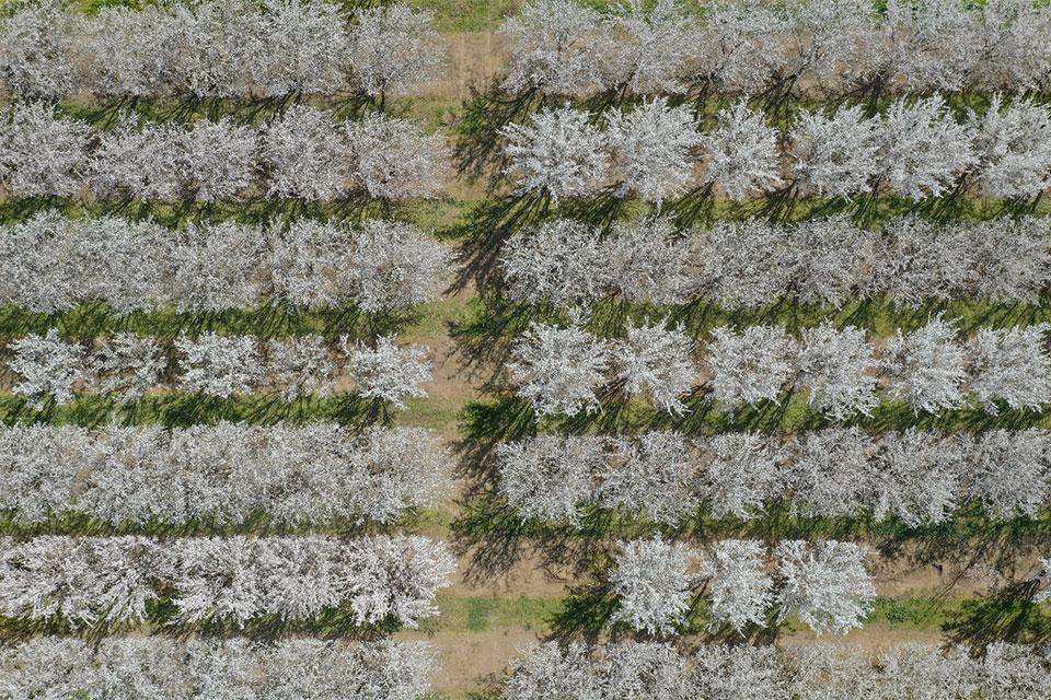 Yearning To Learn More About Exciting, New Almond Varieties - Growing ...