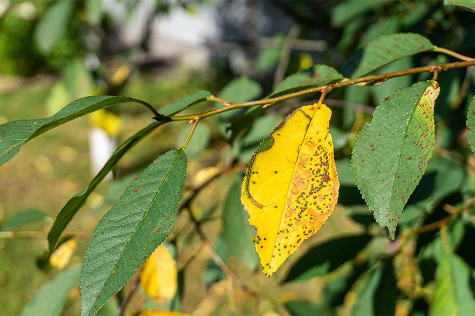 Growers Want Help Against Cherry Leaf Spot Disease - Growing Produce