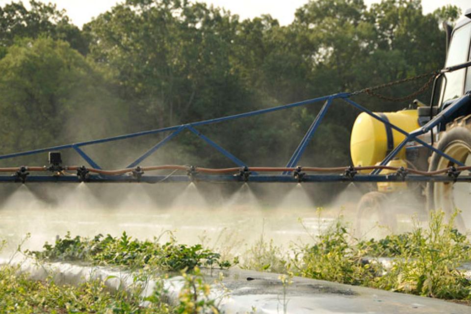 How to Design an Effective Fungicide Program for Your Vegetable Crops ...