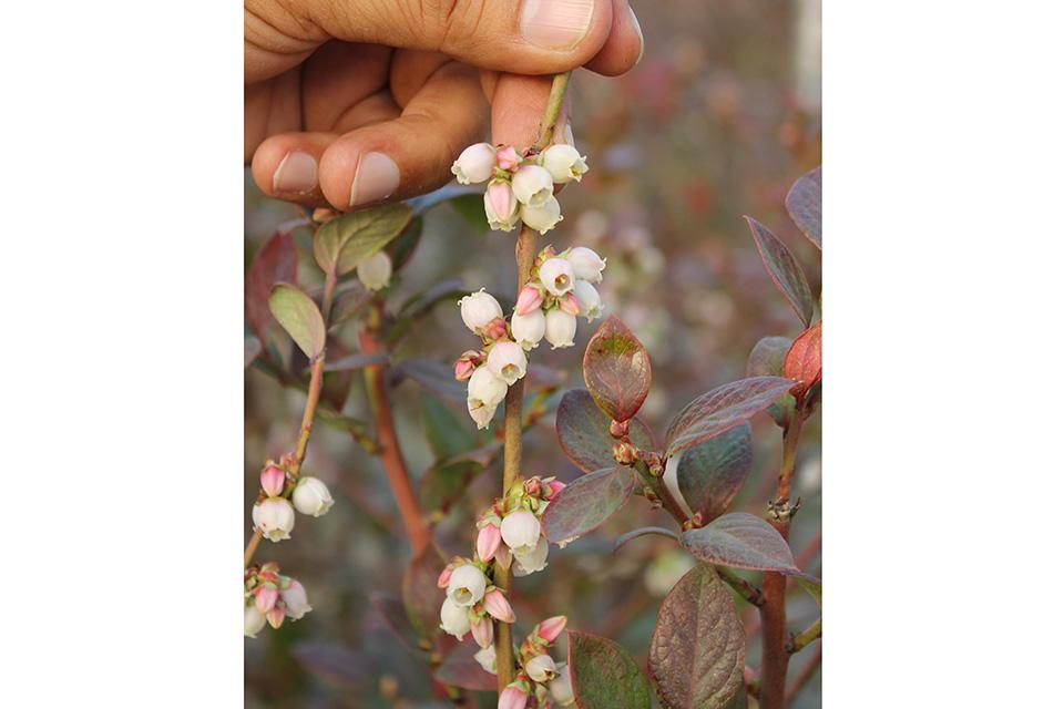 A Biological Approach To Grow Great Blueberries - Growing Produce