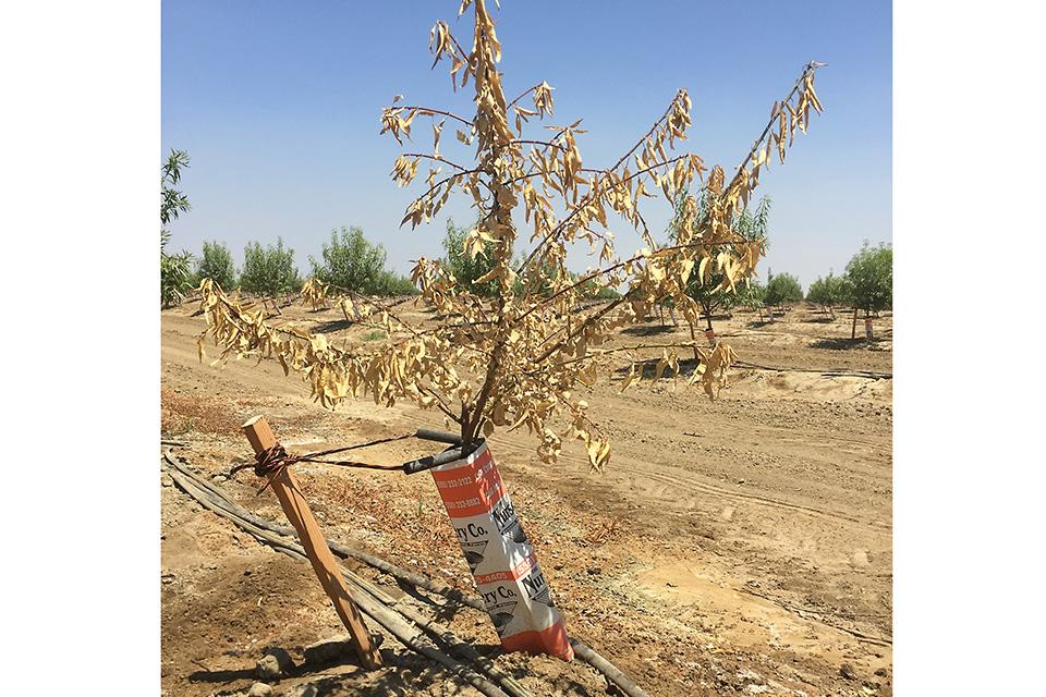 Investing in Your Soil Matters for Healthy Almond Crops - Growing Produce