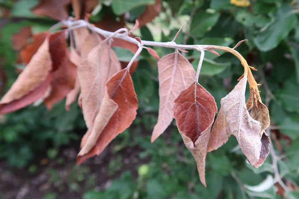 The Right Combination Can Limit Shoot Blight in Tree Fruit - Growing ...