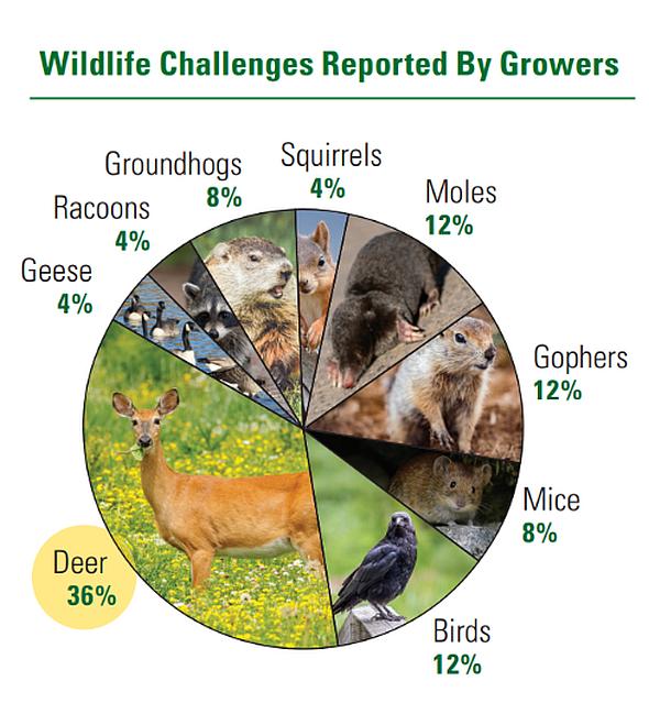 Solutions Found by Vegetable Growers for Wildlife Control Challenges ...