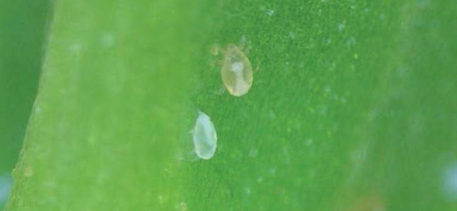 6 Emerging Vegetable Pests To Watch Out For - Growing Produce