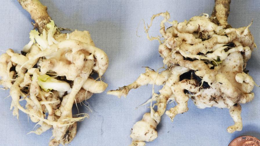 More Effective Disease Control in Your Vegetables via Crop Rotations ...