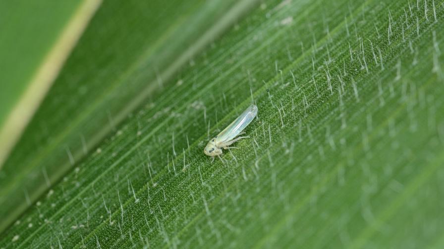6 Emerging Vegetable Pests To Watch Out For - Growing Produce