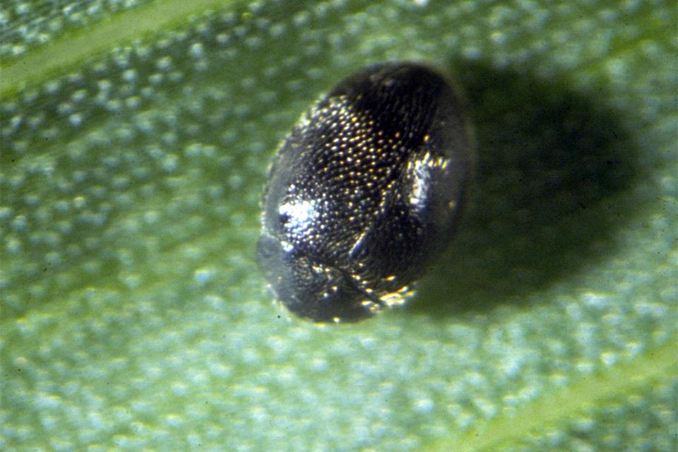 What Good Bugs are Best? The Most Valuable Insect Predators for Your ...