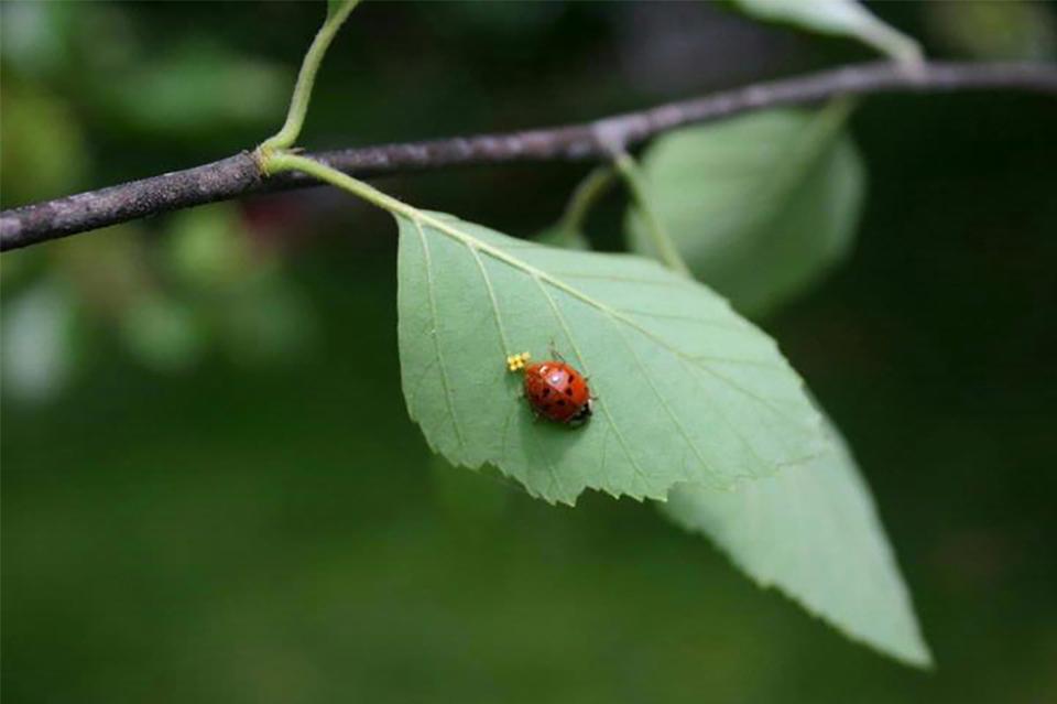 What Good Bugs are Best? The Most Valuable Insect Predators for Your ...