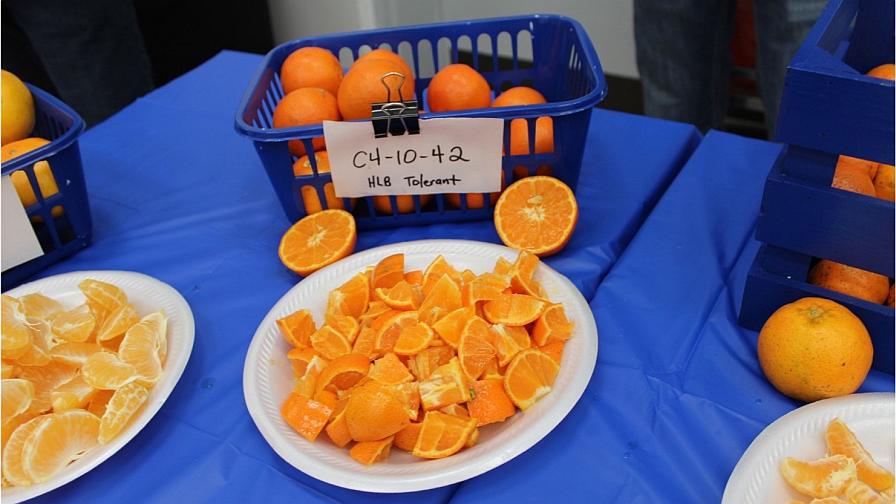 6 New Citrus Varieties To Keep Your Eye On - Growing Produce
