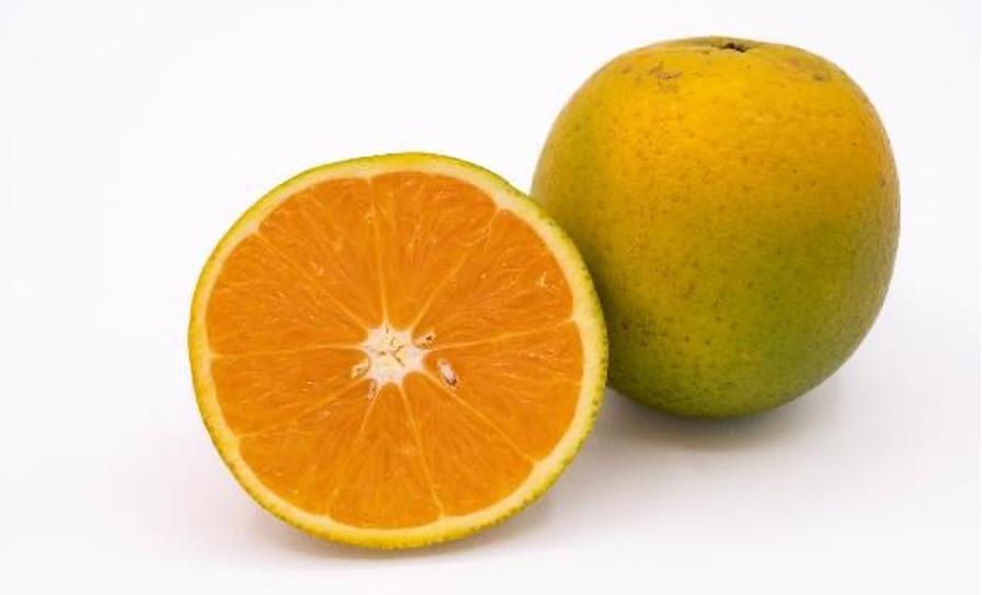 6 New Citrus Varieties To Keep Your Eye On - Growing Produce
