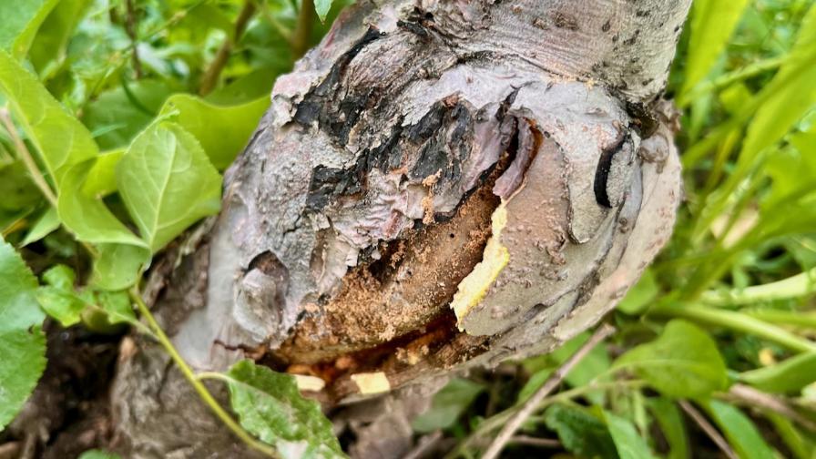 Best Practices for How To Handle Rapid Apple-Tree Decline - Growing Produce