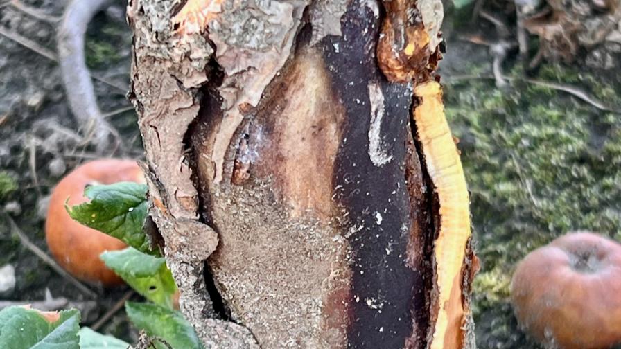 Best Practices for How To Handle Rapid Apple-Tree Decline - Growing Produce