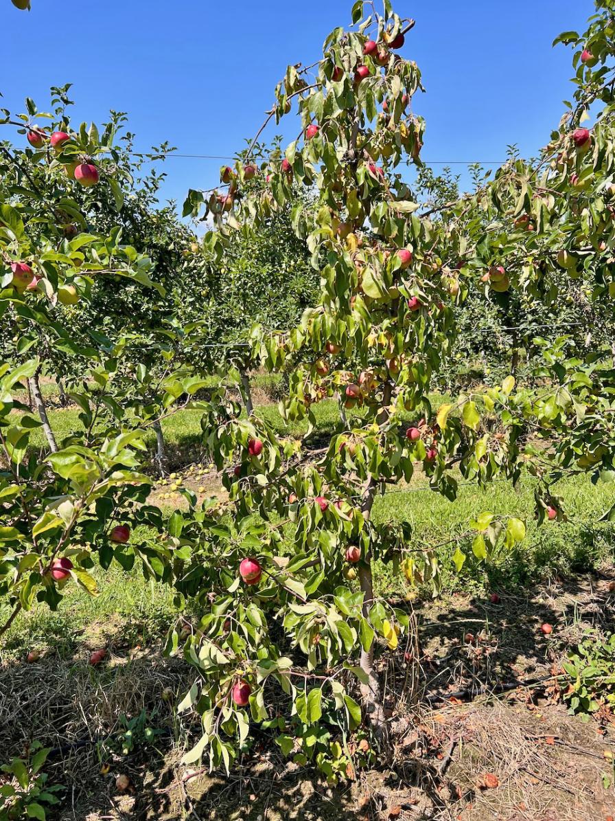 Best Practices for How To Handle Rapid Apple-Tree Decline - Growing Produce