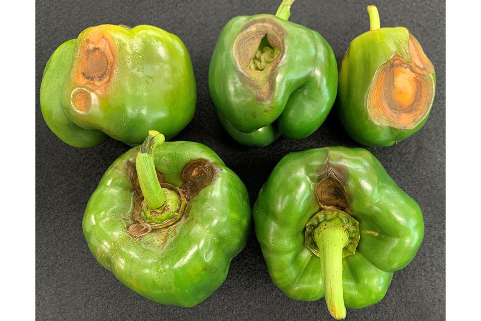 Pepper Anthracnose Is on the Move - What Growers Should Know - Growing ...