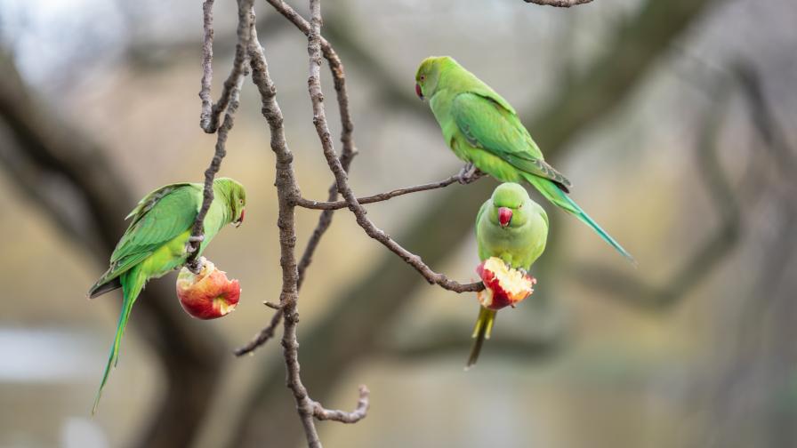 Parrots: Colorful Friends Or Crop-Killing Foes? - Growing Produce