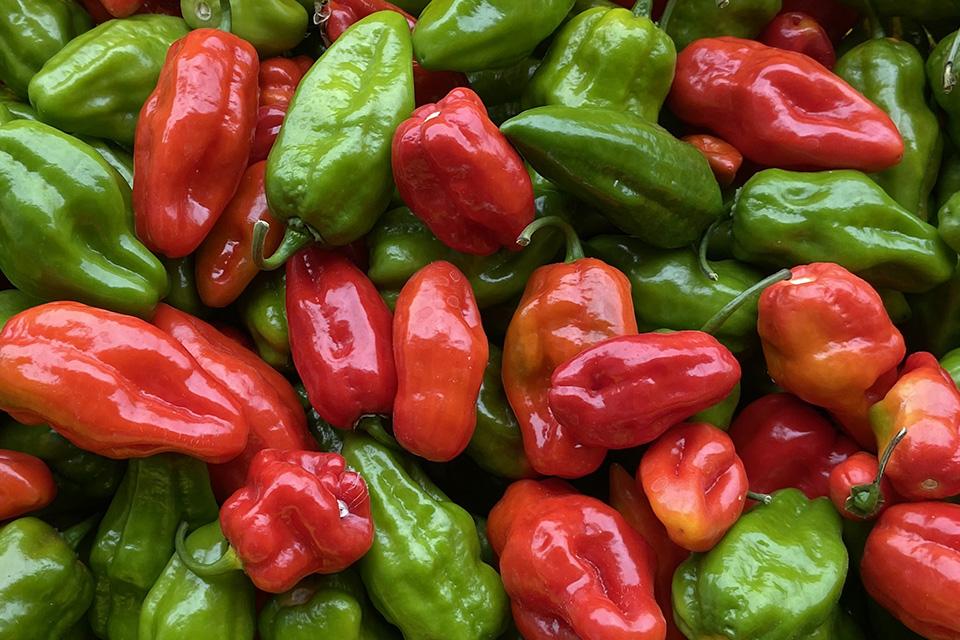 Pepper Anthracnose Is on the Move - What Growers Should Know - Growing ...