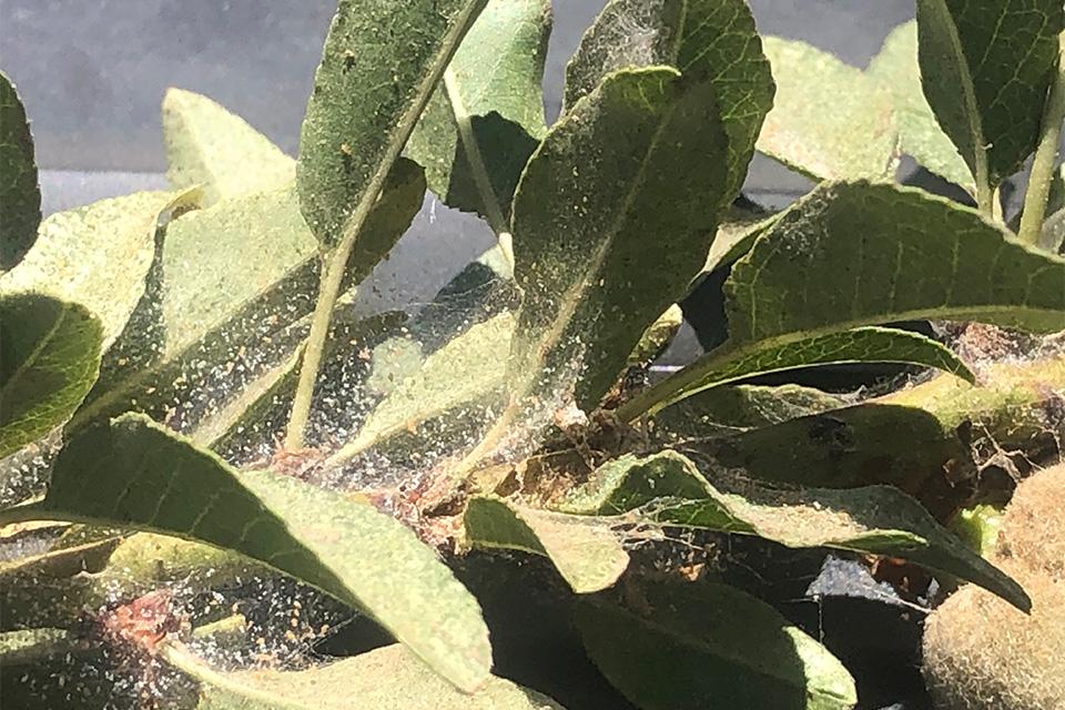 Expert Advice To Help Stop Spider Mites in Their Tracks - Growing Produce