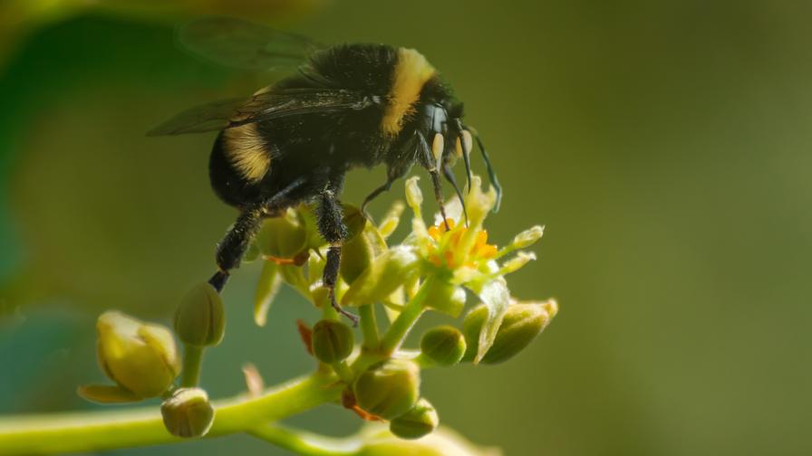New Studies Show Pollination Power of Bumblebees in Avocado Orchards ...