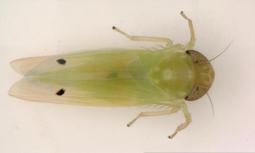 Beneficial Wasps Emerge as New Allies in Controlling Invasive ...