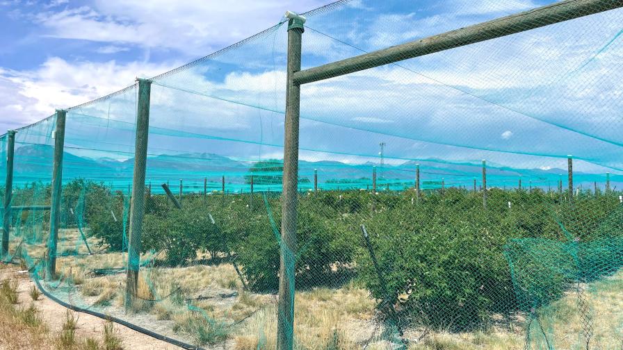 Ways To Protect Honeyberries From Hungry Birds - Growing Produce