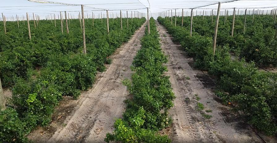 Citrus Under Protective Screen Tech at Heart of New Agritourism ...