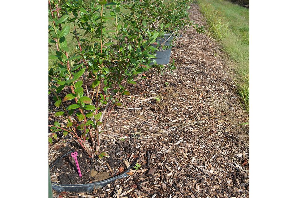 How To Speed up Establishment of Your Blueberry Bushes - Growing Produce