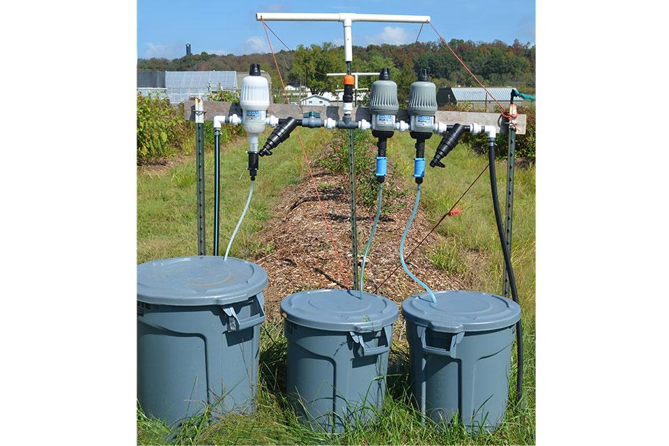 How To Speed up Establishment of Your Blueberry Bushes - Growing Produce