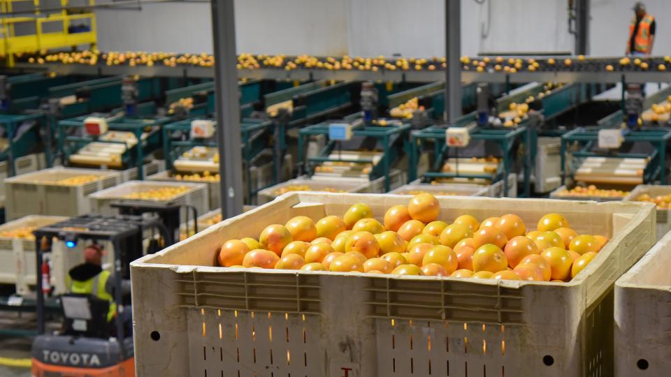 New Milestone for IMG Citrus With Sweet Sixty Packinghouse Facility ...