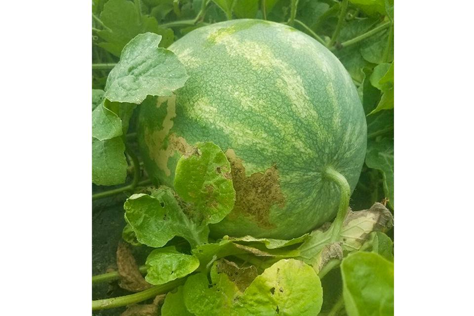 How To Manage Pest and Disease Threats in Cucurbits - Growing Produce