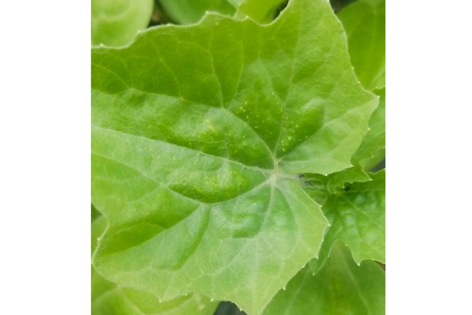 How To Manage Pest and Disease Threats in Cucurbits - Growing Produce