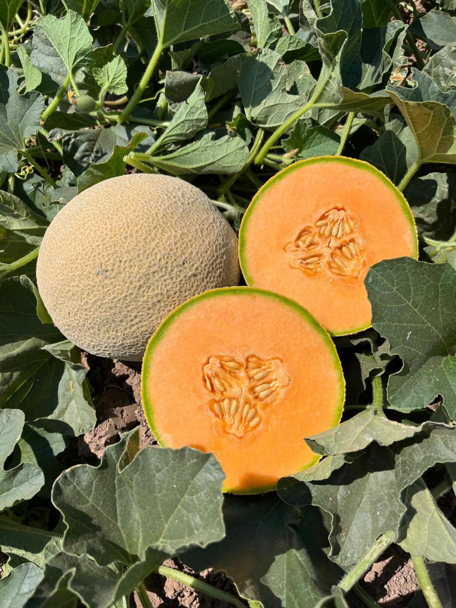 Vegetable Breeders Going the Extra Mile To Feed the World - Growing Produce