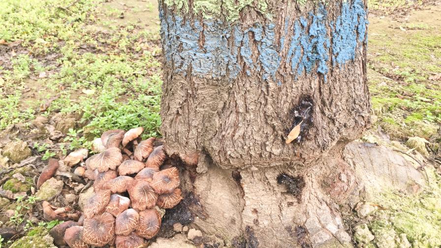 Pointers To Prevent Oak Root Fungus in Almond Orchards - Growing Produce