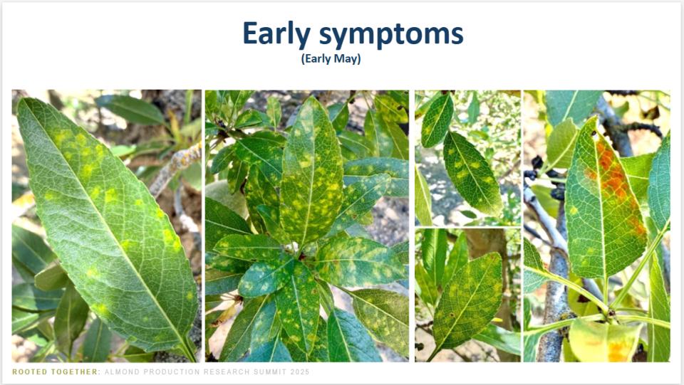 Red Leaf Blotch: Mitigating an Epidemic in Almonds - Growing Produce