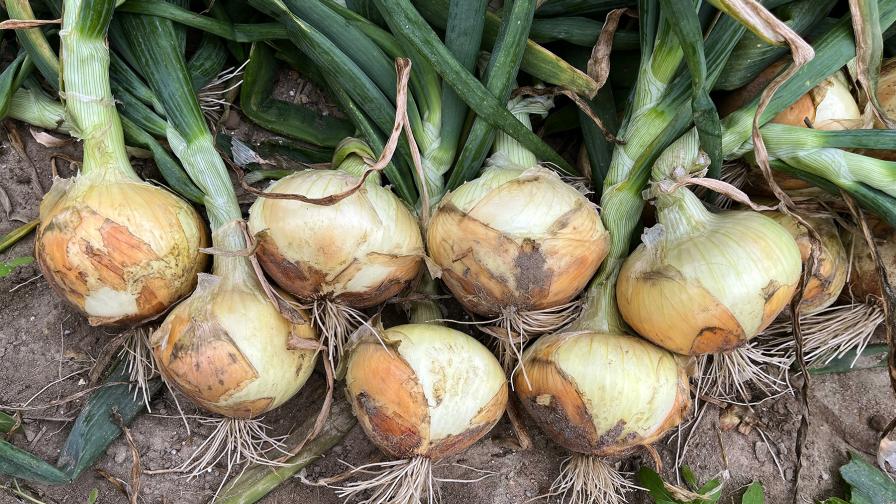 Check Out These 2 New Vidalia Onion Hybrids - Growing Produce