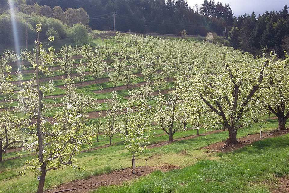Inspiring Legacy of Pears Grows Strong at Tamura Orchards - Growing Produce