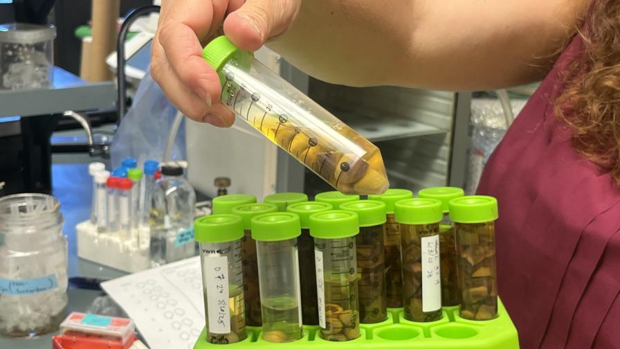 Scientists Gain Ground In Effort To Prevent Pistachio Hull Split ...