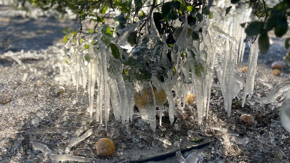 Southeast U.S. Produce Growers Tracking Damage After Big Chill [PHOTOS ...