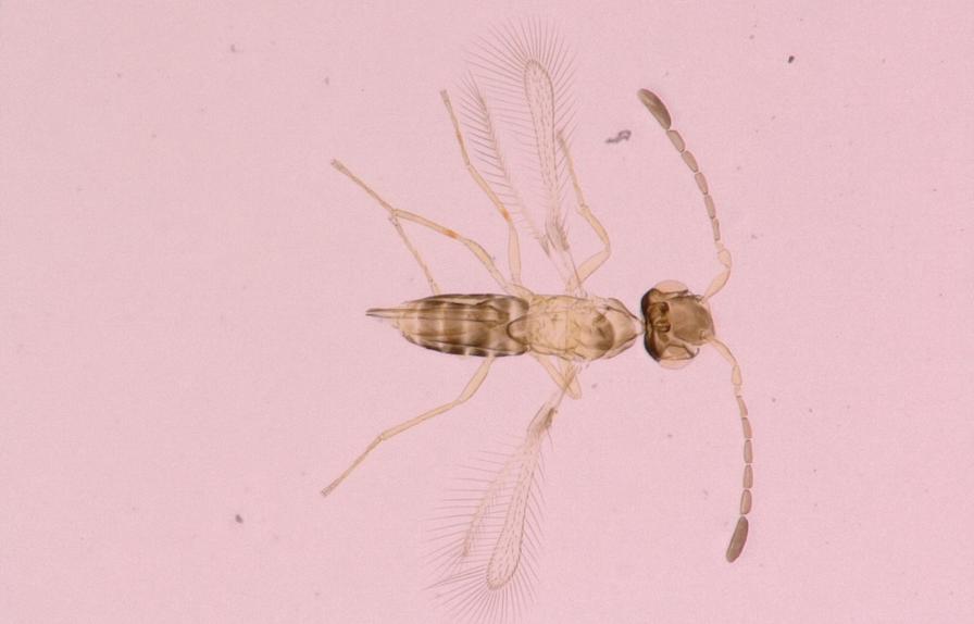 Beneficial Wasps Emerge as New Allies in Controlling Invasive ...