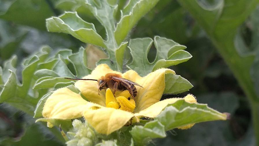 The Most Valuable Pollinators to Boost Your Melon Yields - Growing Produce